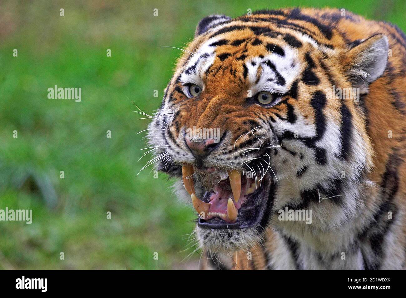 Siberian Tiger, panthera tigris altaica, Portrait of Adult Snarling Stock Photo - Alamy