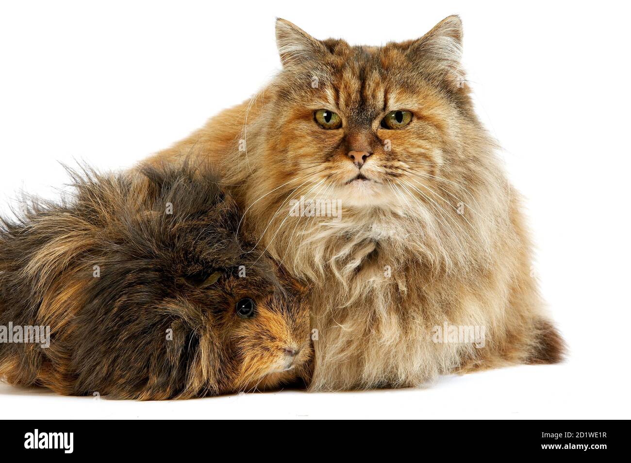 Female tortoiseshell persian domestic cat with long hair guinea pig hi ...