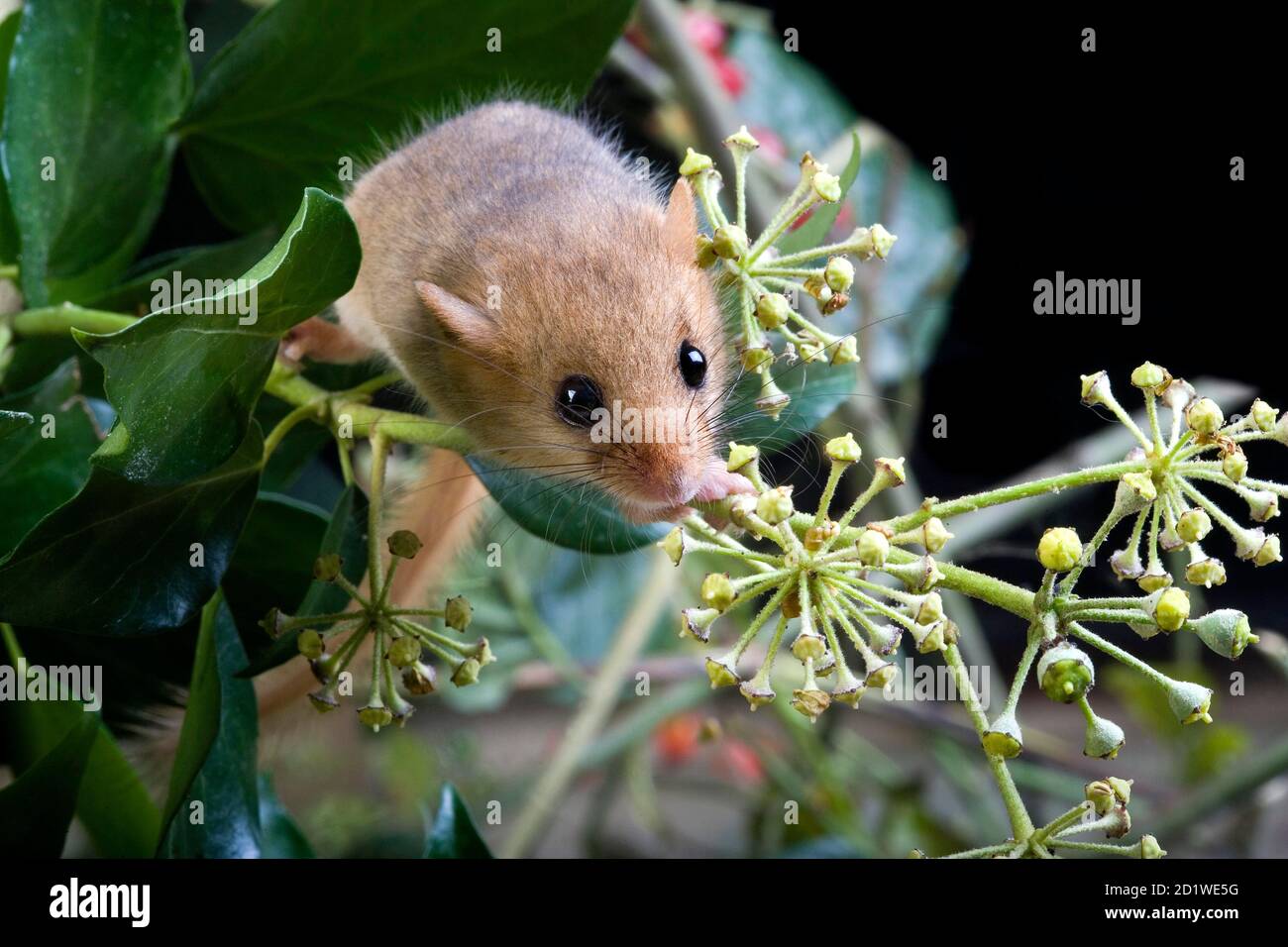 Common Dormouse, muscardinus avellanarius, Normandy Stock Photo - Alamy