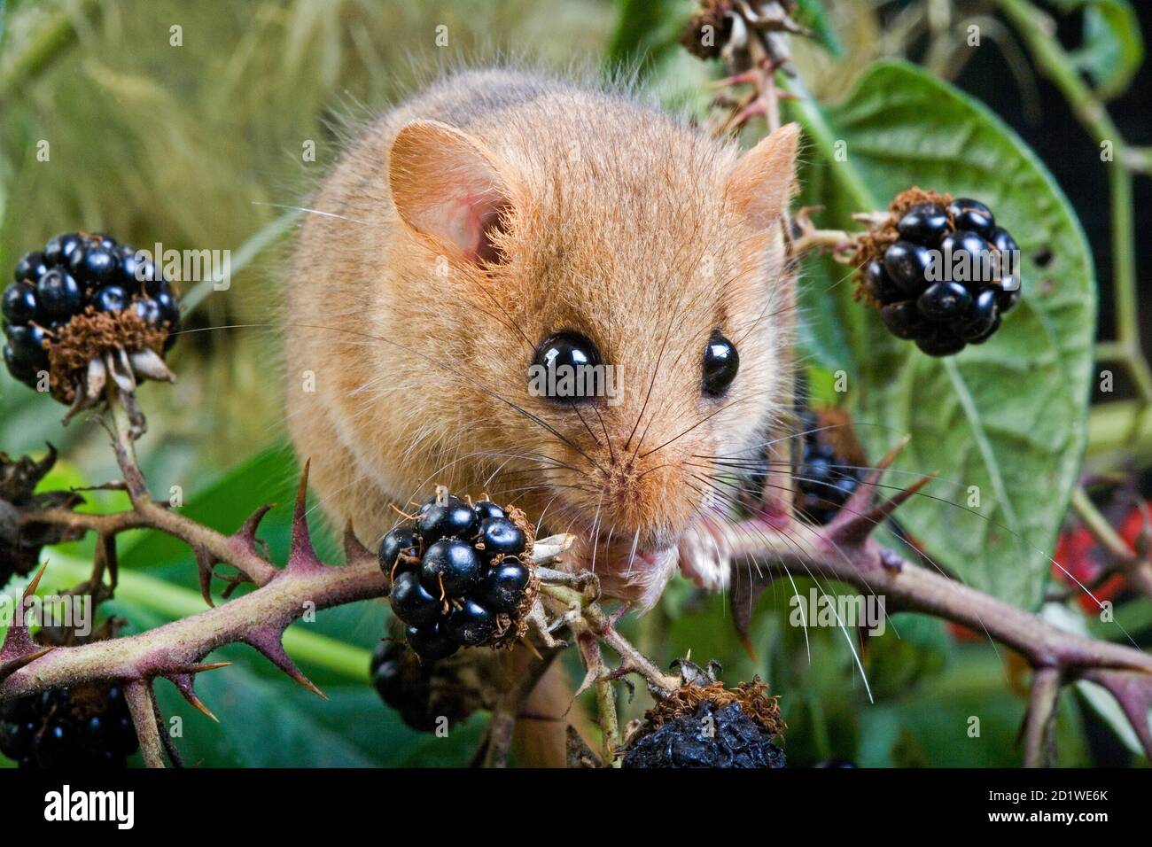 Dormouse Fruit High Resolution Stock Photography and Images - Alamy