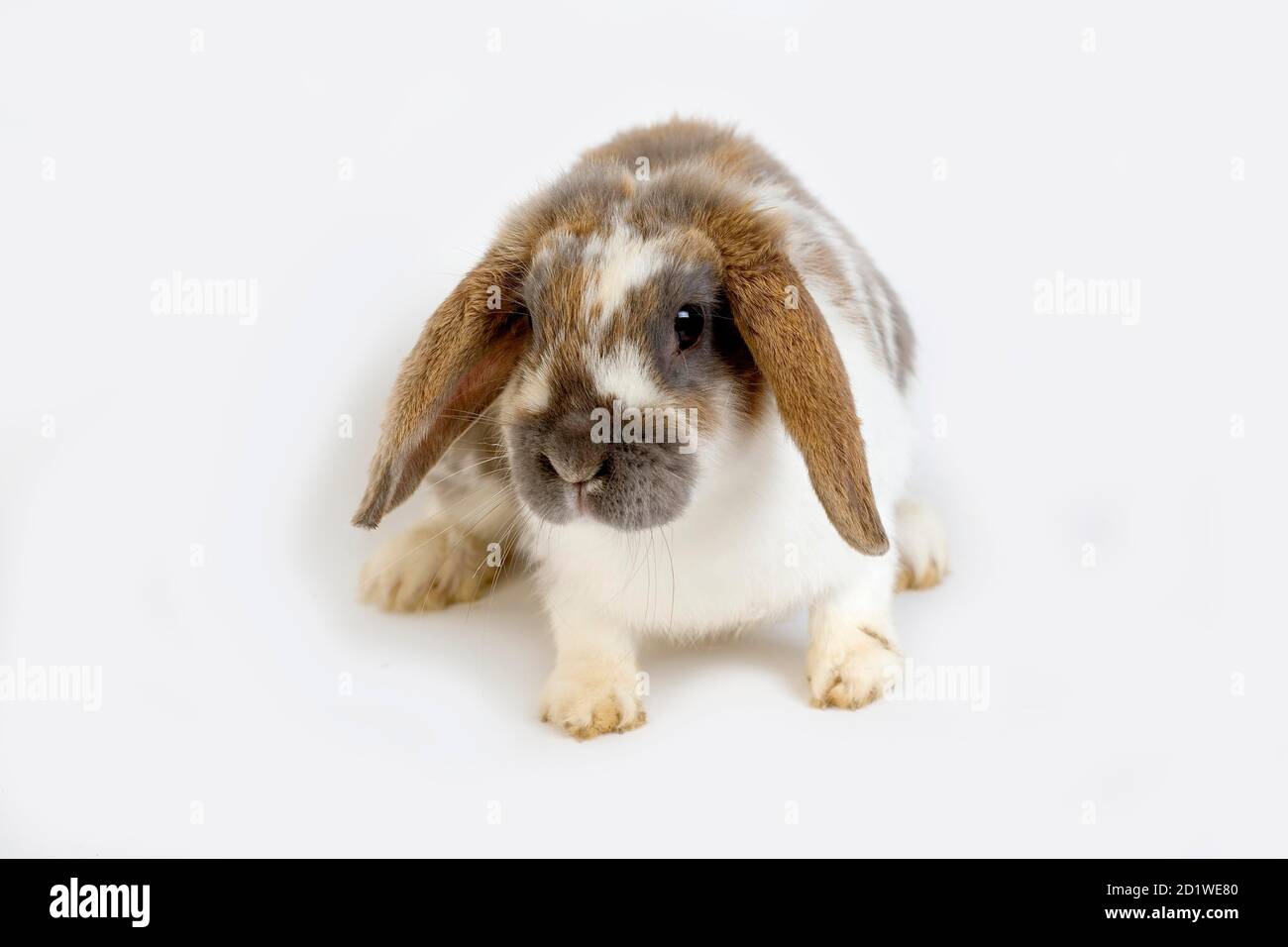 Lop-Eared Rabbit against White Background Stock Photo - Alamy