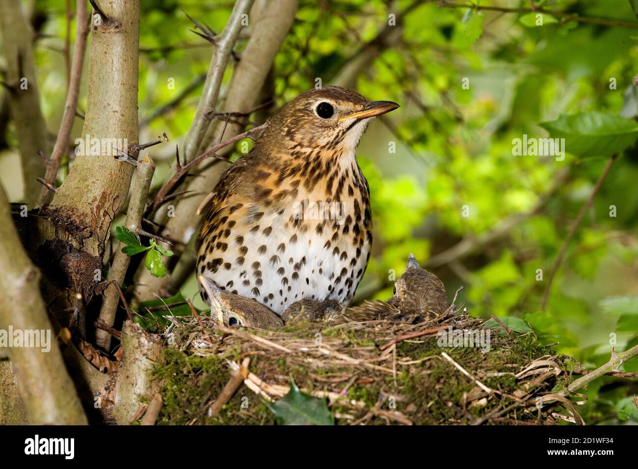 Song thrush chicks hi-res stock photography and images - Alamy