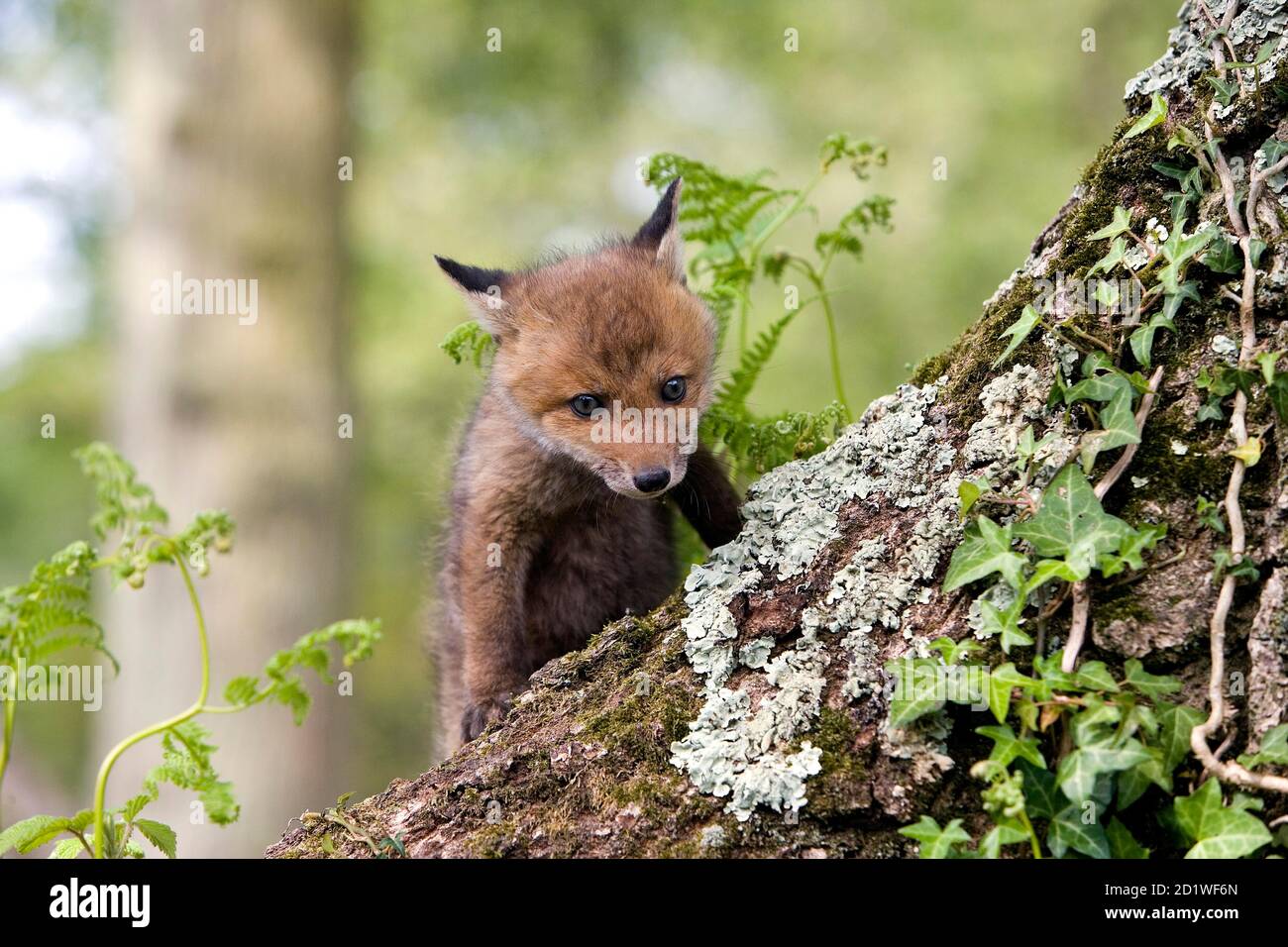 Red Fox, vulpes vulpes, Cub standing at Den Entrance, Normandy Stock Photo - Alamy