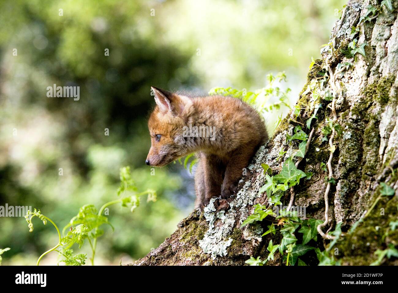 Red Fox, vulpes vulpes, Cub standing at Den Entrance, Normandy Stock Photo - Alamy