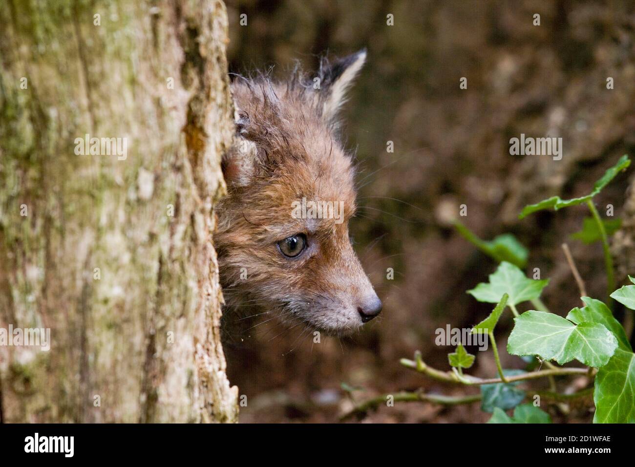 Red Fox, vulpes vulpes, Cub standing at Den Entrance, Normandy Stock Photo - Alamy