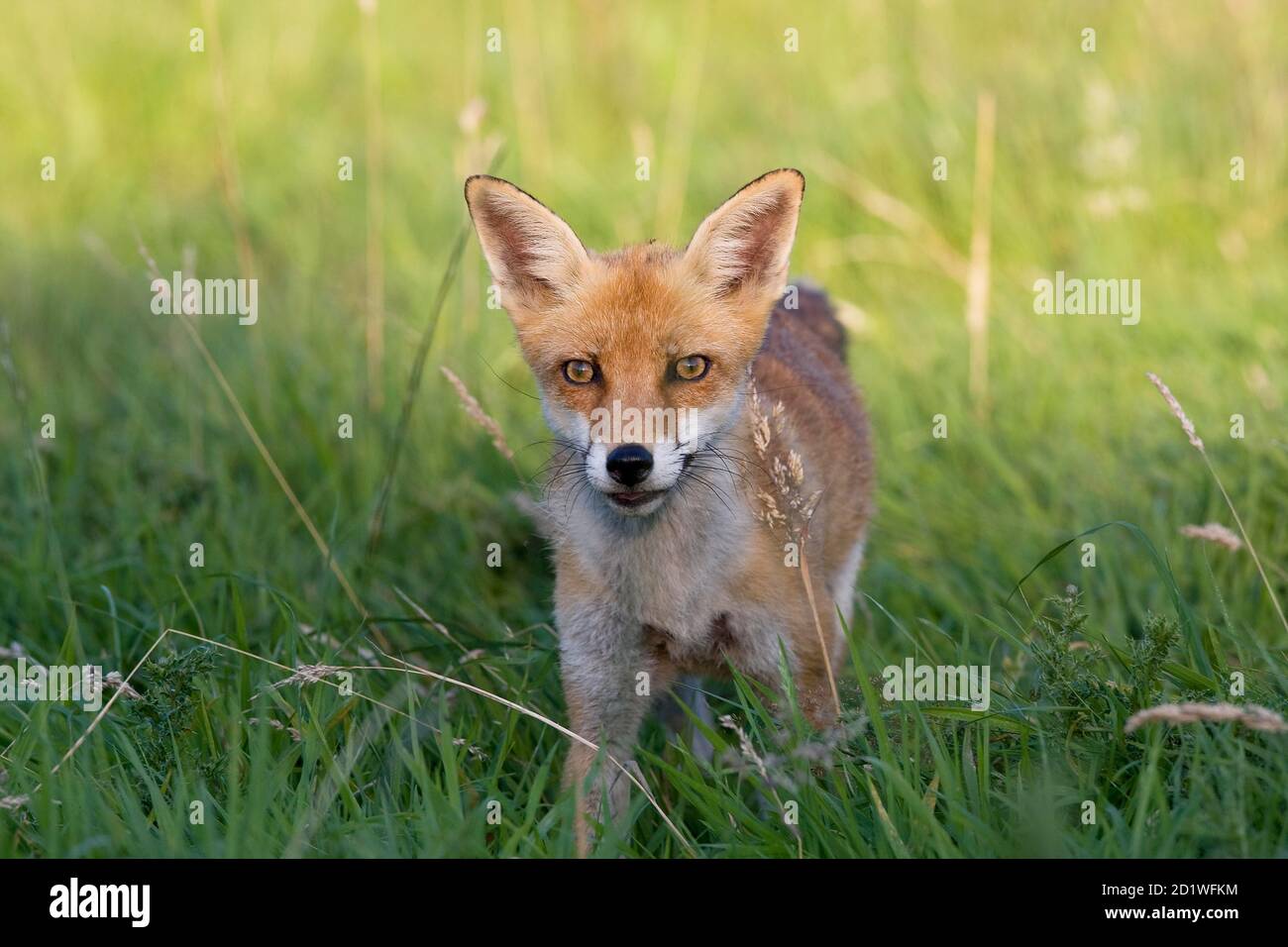 Red Fox, vulpes vulpes, Adult standing on Grass, Normandy Stock Photo - Alamy