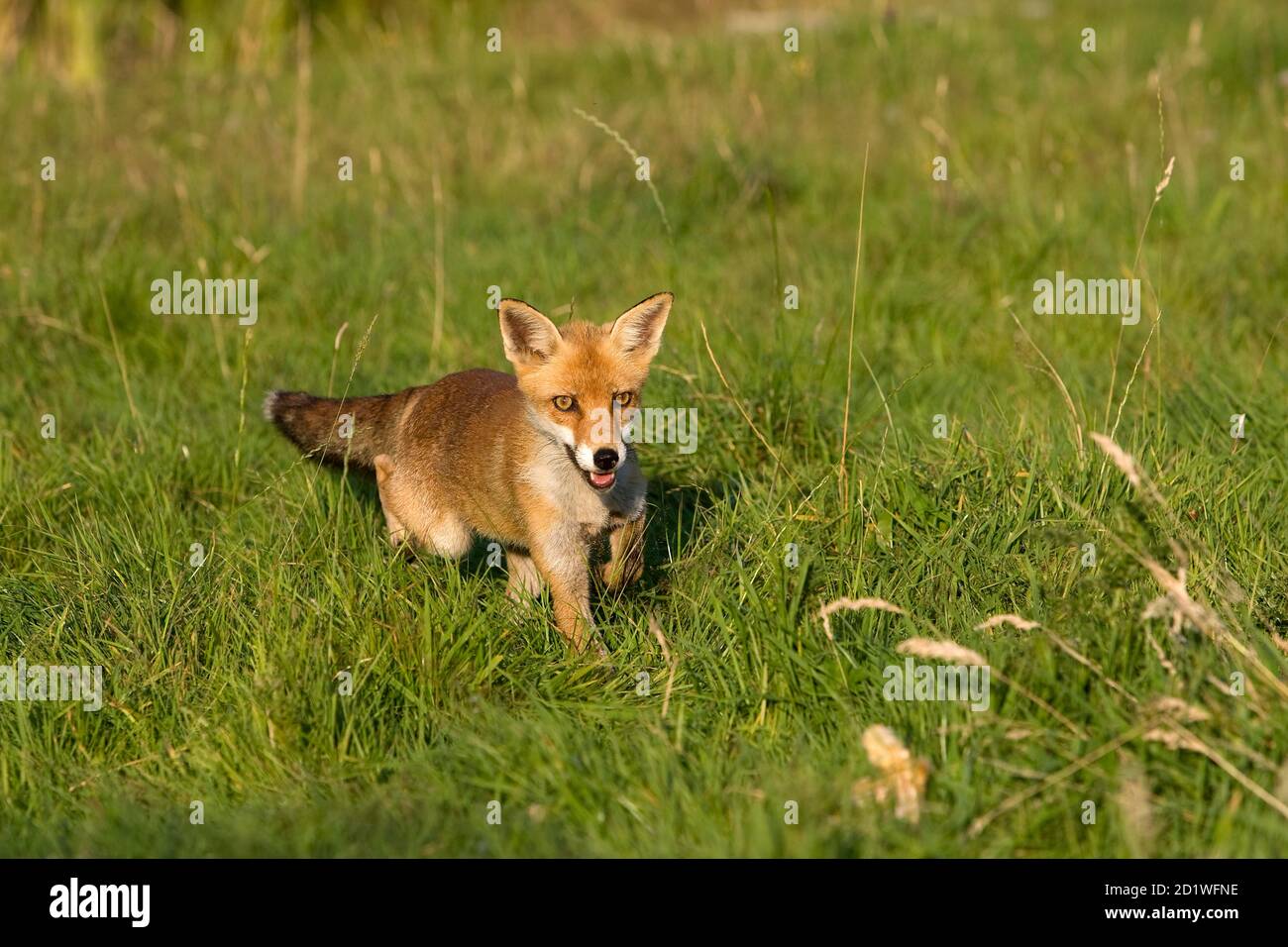 Red Fox, vulpes vulpes, Adult standing on Grass, Normandy Stock Photo - Alamy