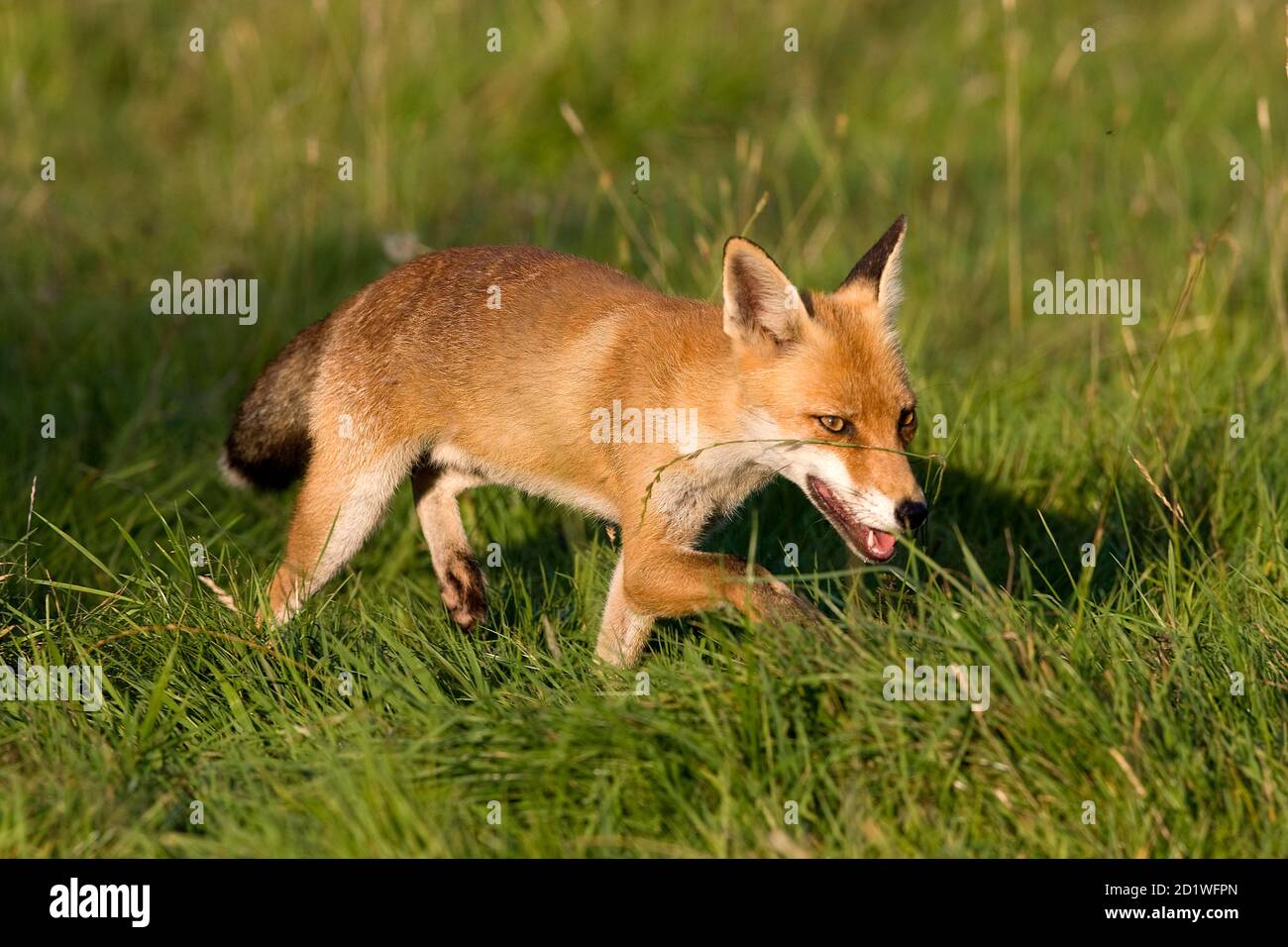 Red Fox, vulpes vulpes, Adult standing on Grass, Normandy Stock Photo - Alamy