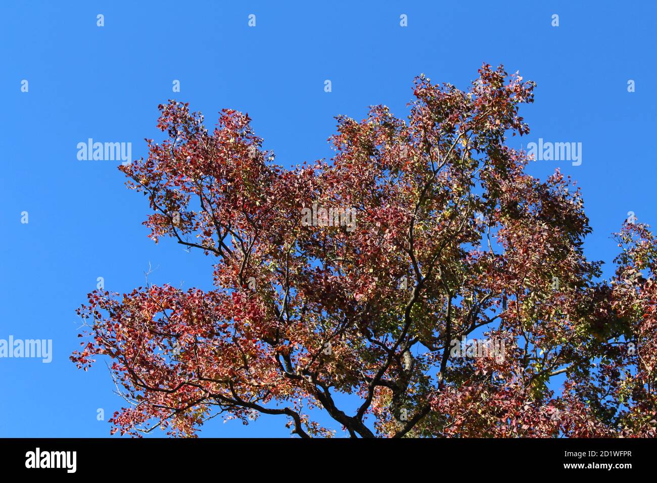 Lonesome red ginkgo tree during spring season in Japan Stock Photo - Alamy