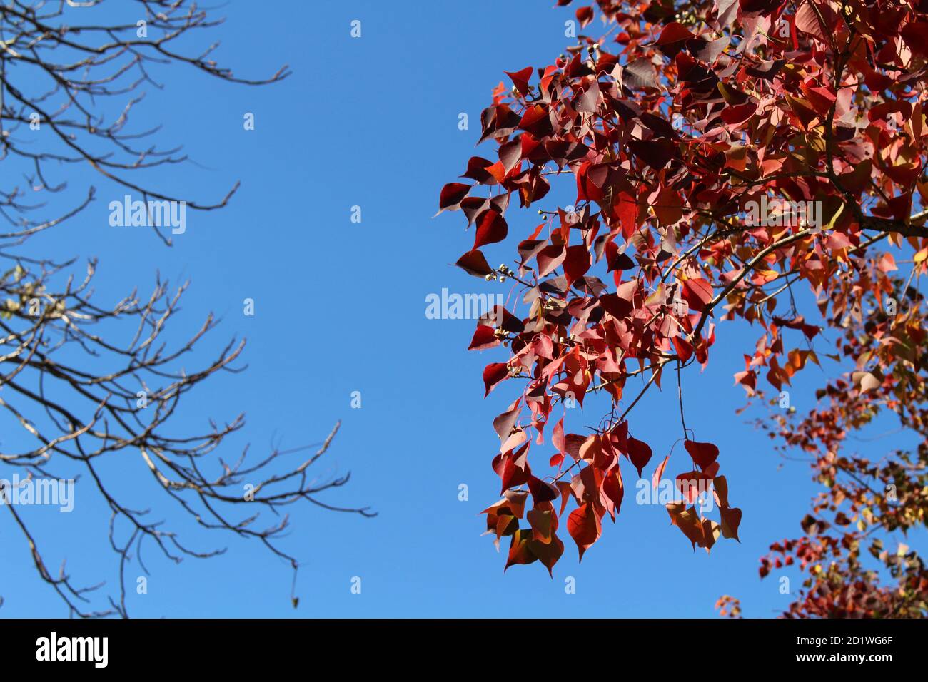 Lonesome red ginkgo tree and withered branches during spring season in ...