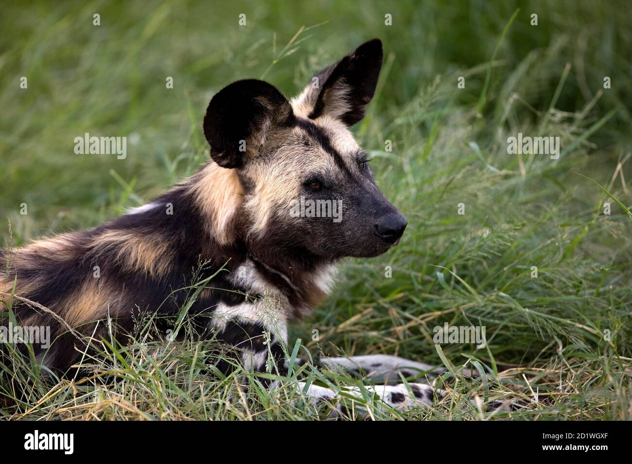 African Wild Dog, lycaon pictus, Namibia Stock Photo - Alamy