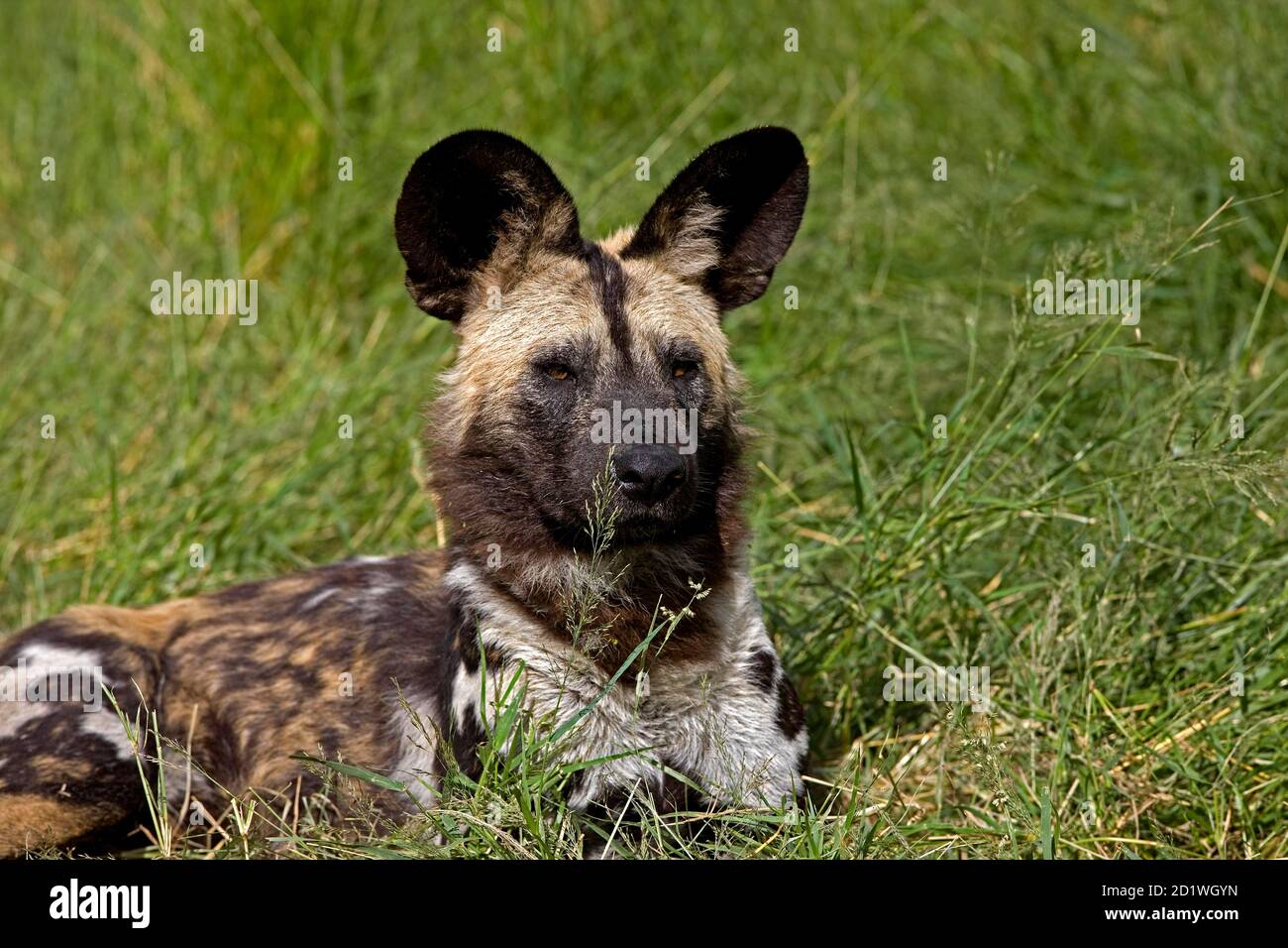 African Wild Dog, lycaon pictus, Namibia Stock Photo - Alamy