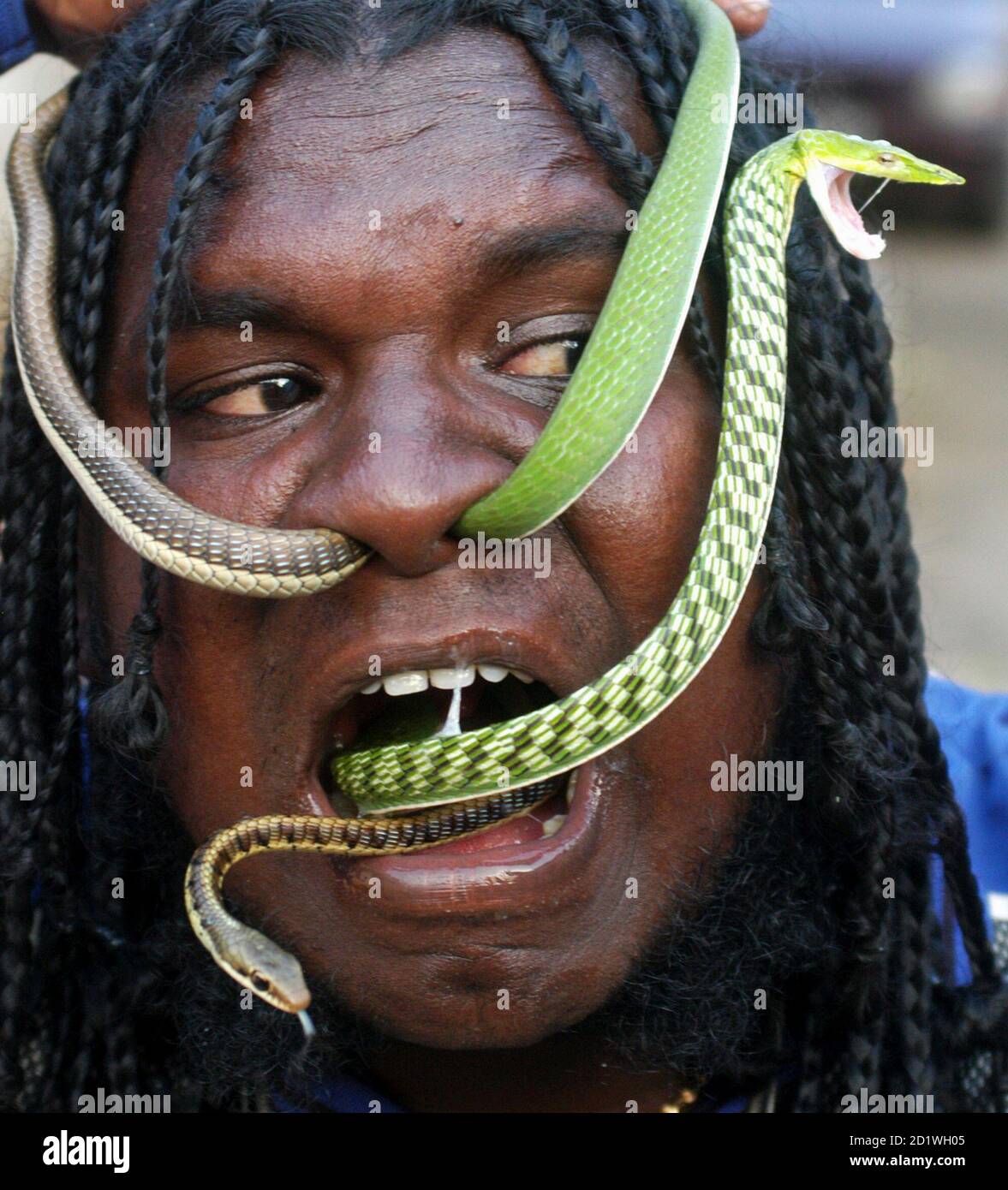 Tree snakes hi-res stock photography and images - Alamy