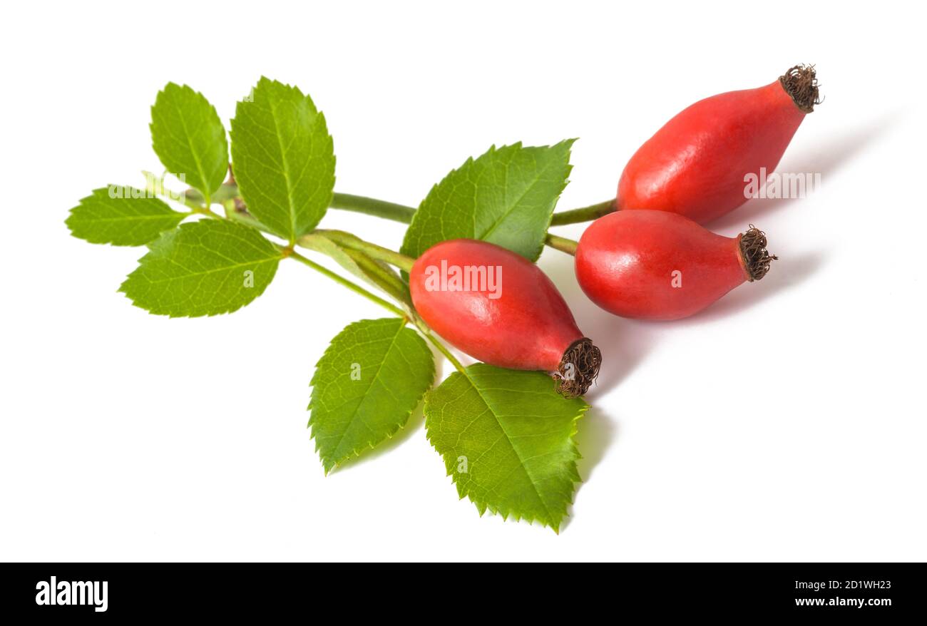 Dog with branch hi-res stock photography and images - Alamy