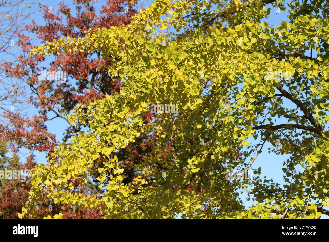 Yellow ginkgo tree with red one as background in spring Japan Stock ...