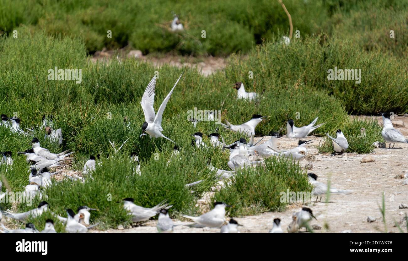 Common tern nesting area flying and feeding chicks Stock Photo - Alamy