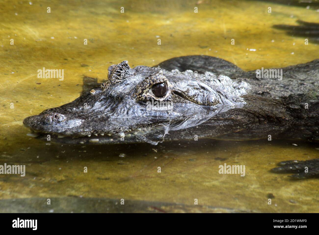 Krokodil kaiman hi-res stock photography and images - Alamy