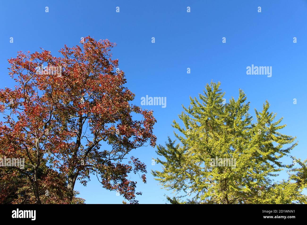Ginkgo trees, in yellow and red during spring in Japan Stock Photo - Alamy