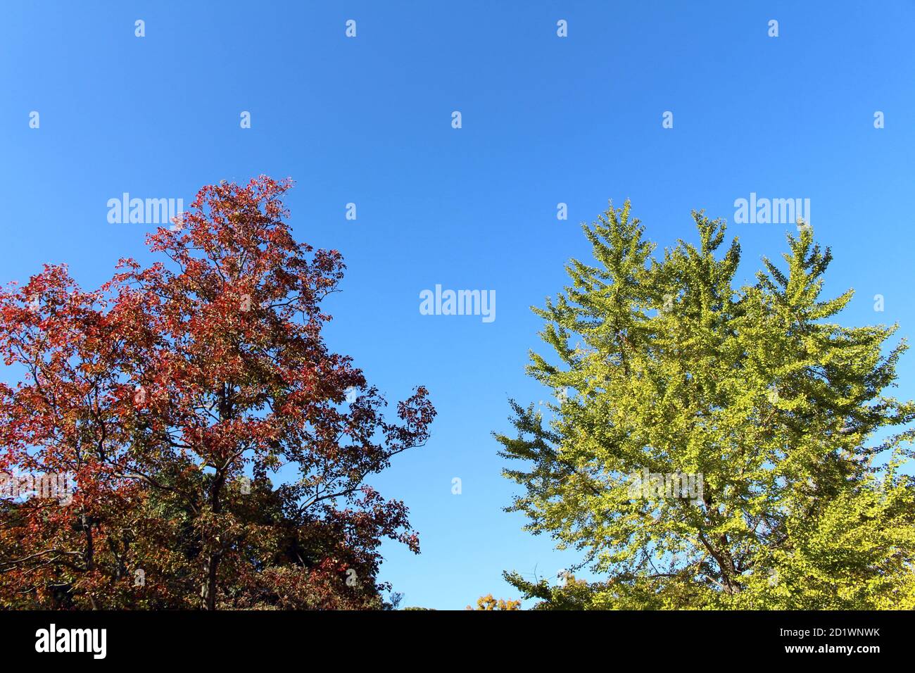 Ginkgo trees, in yellow and red during spring in Japan Stock Photo - Alamy