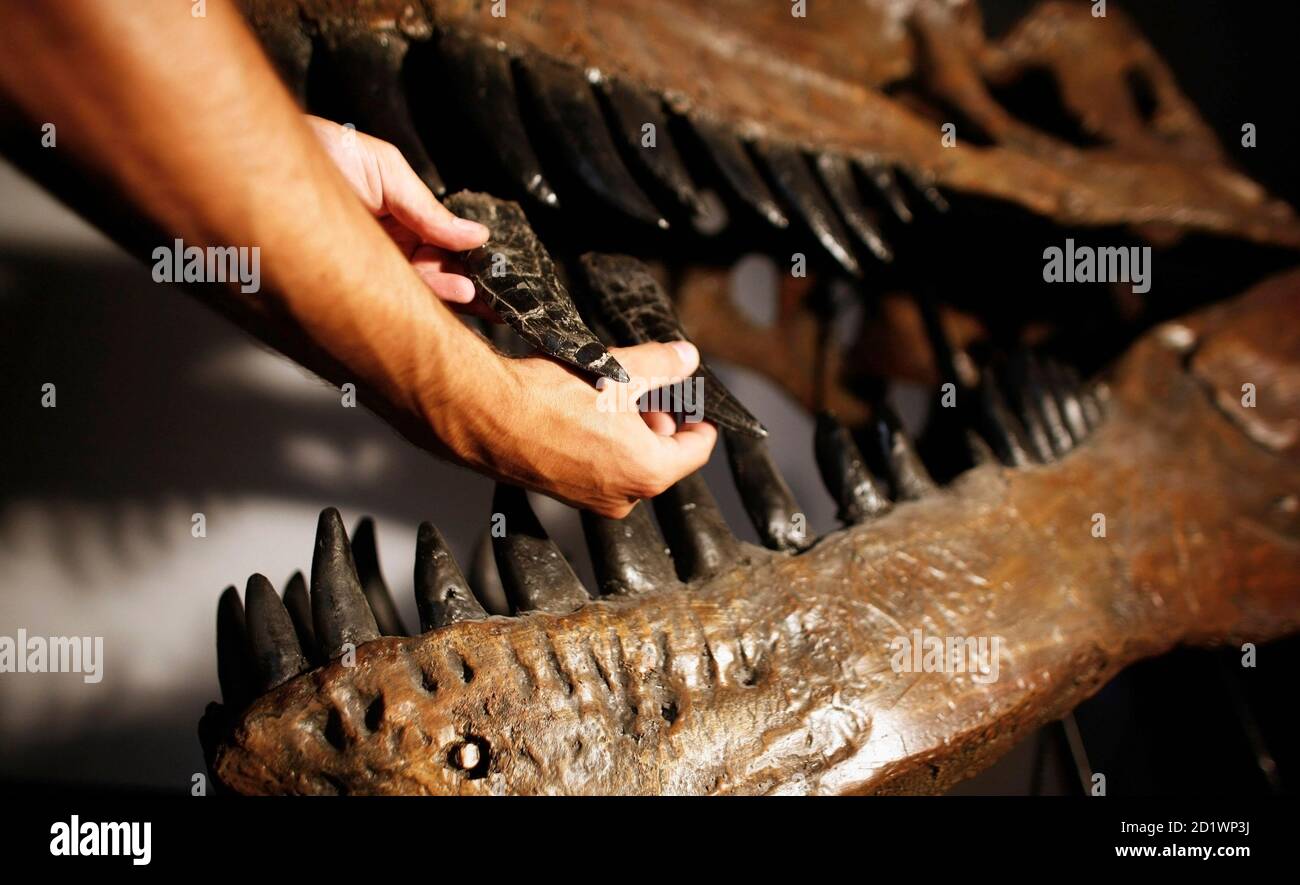 Torvosaurus skull hi-res stock photography and images - Alamy