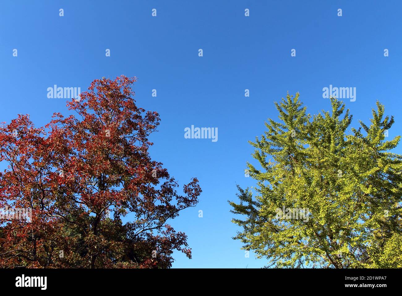 Ginkgo trees, in yellow and red during spring in Japan Stock Photo - Alamy