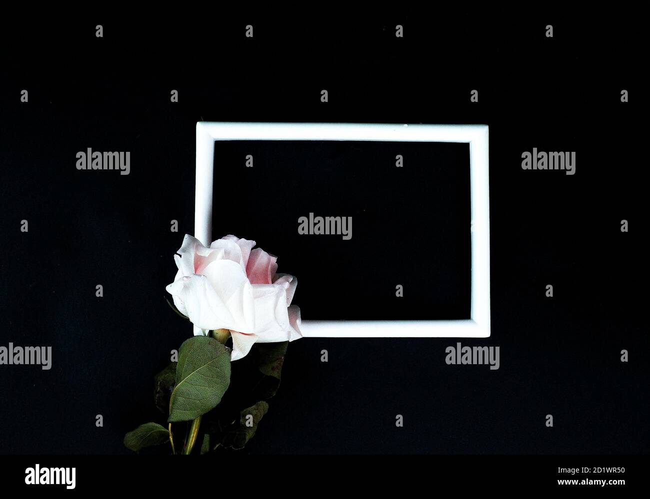 rose flower on black background and frame for your design Stock Photo ...