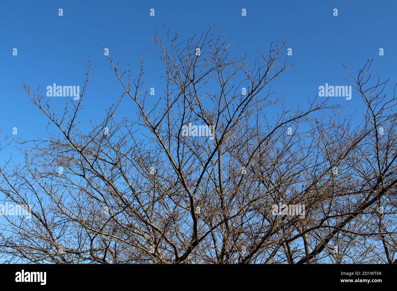 Withered branches, possibly ginkgo tree, during spring season in Japan ...