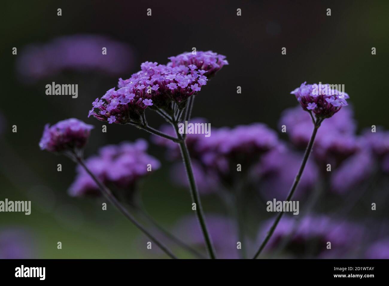 Tall verbena bonariensis purpletop vervain argentinian hi-res stock ...