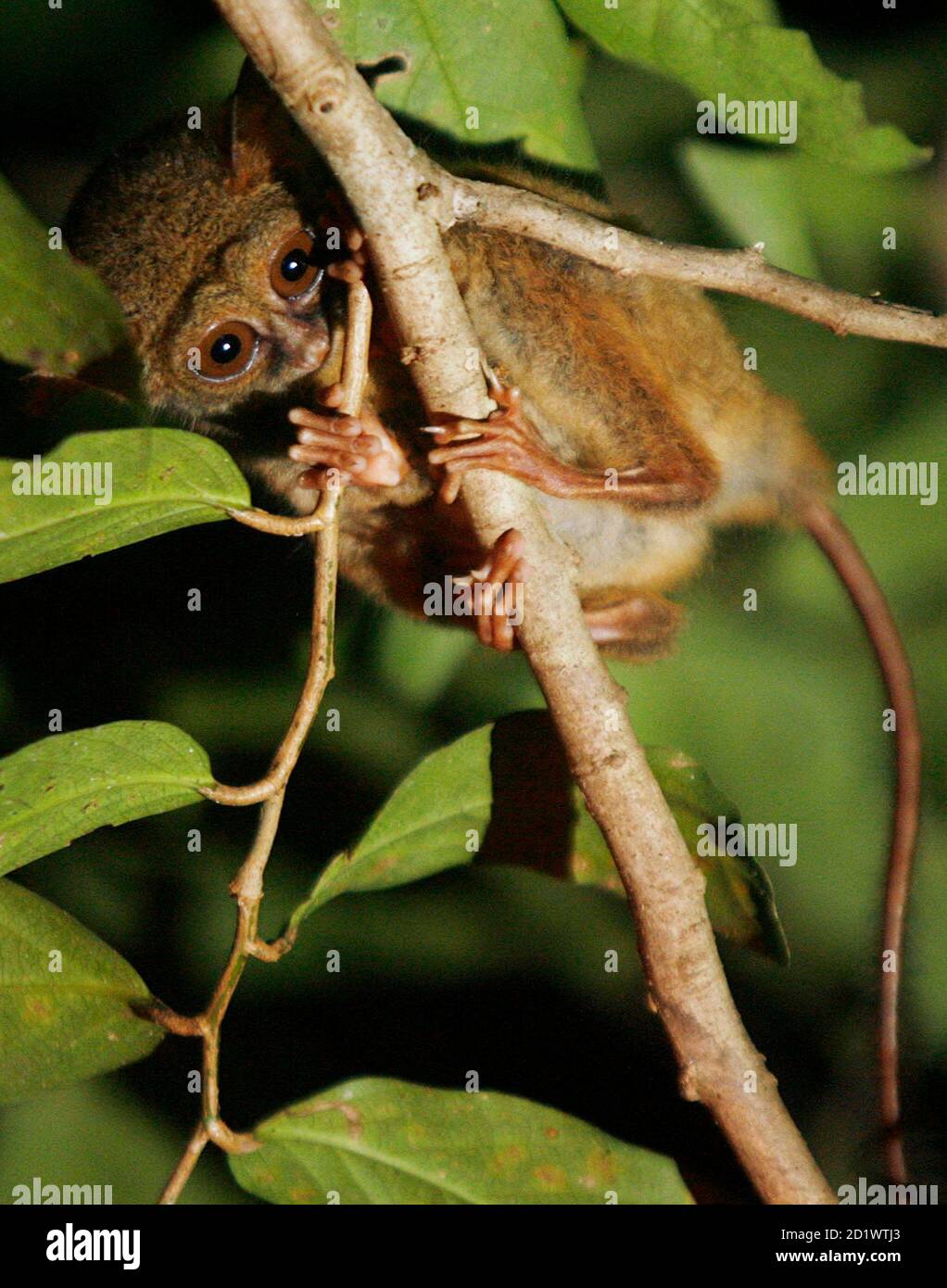 Pygmy Tarsier