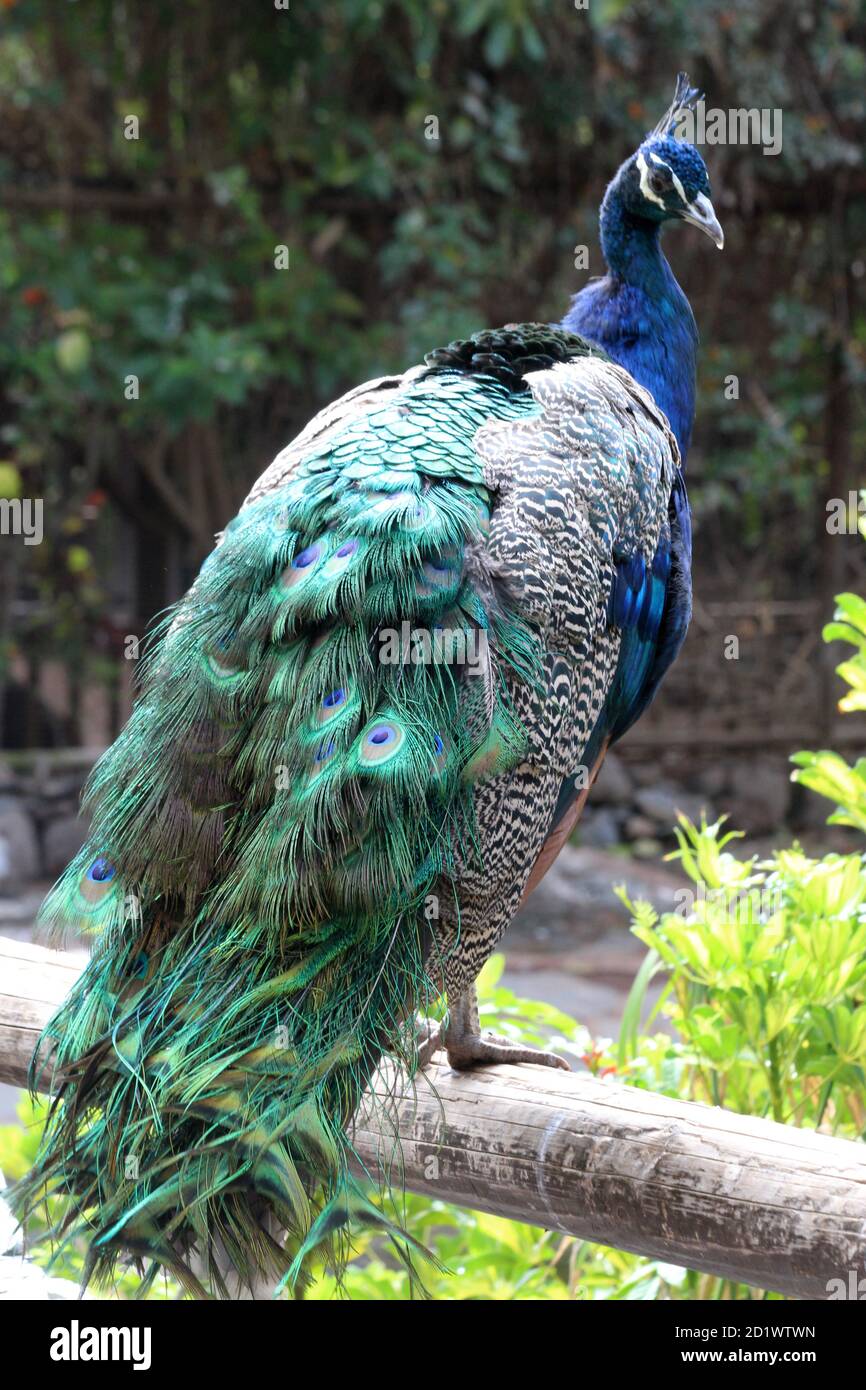 Blauer pfau hi-res stock photography and images - Alamy