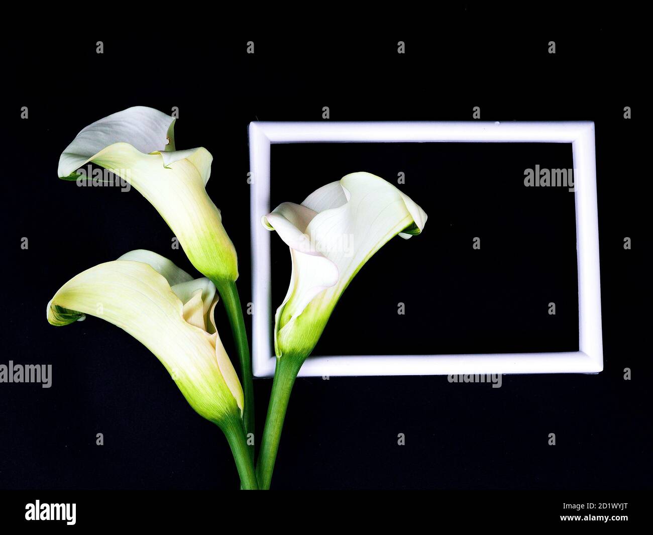 Calla flowers on a black background and a frame for your design Stock ...
