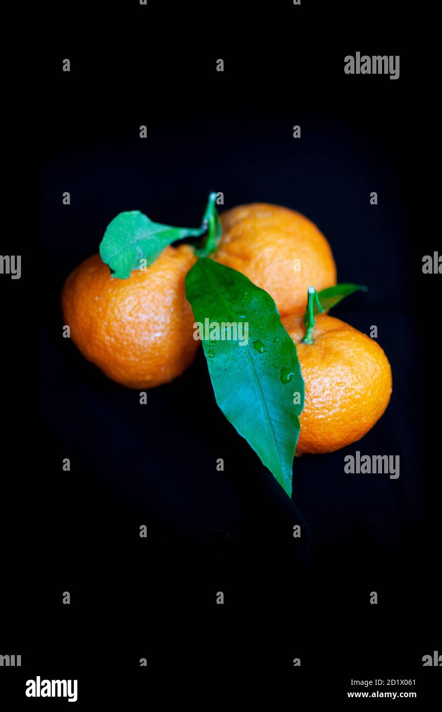 Tangerine botanical hi-res stock photography and images - Alamy