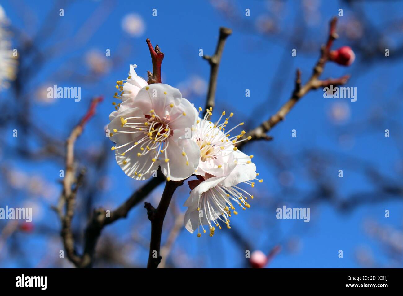 Closeup of blooming sakura or shidari ume flowers during spring season ...