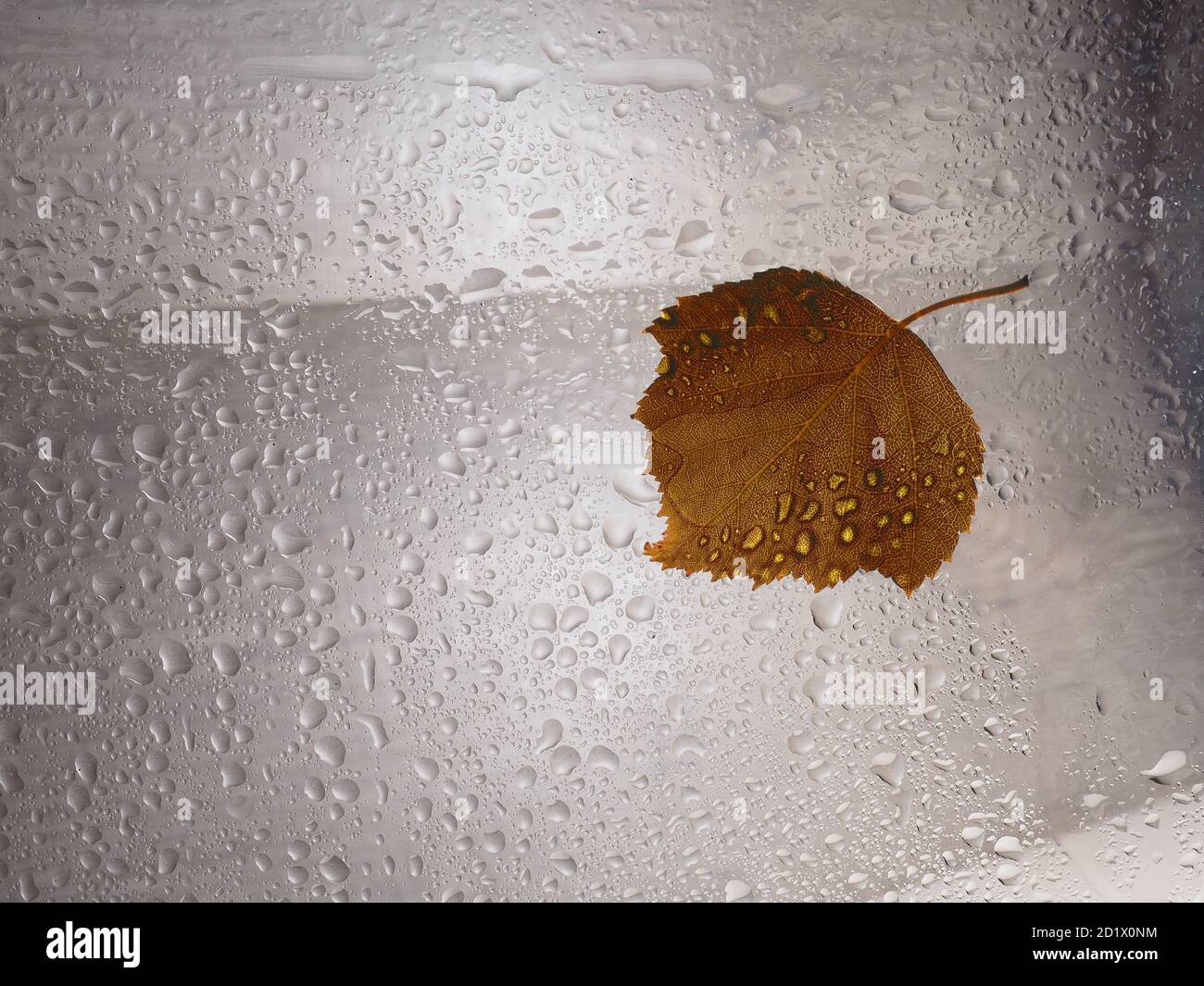 Fallen maple tree outside window hi-res stock photography and images ...