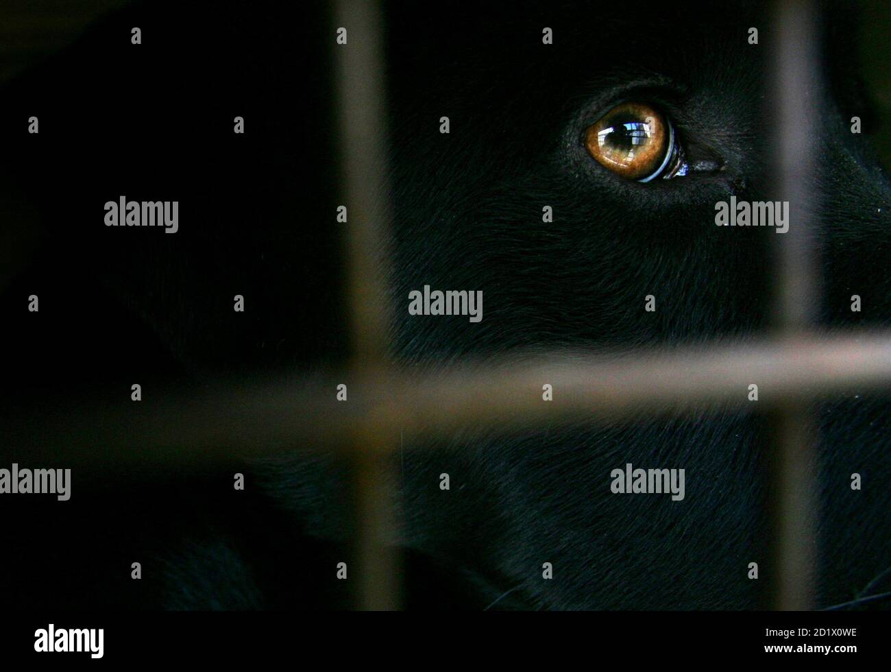 Australia customs dogs hi-res stock photography and images - Alamy