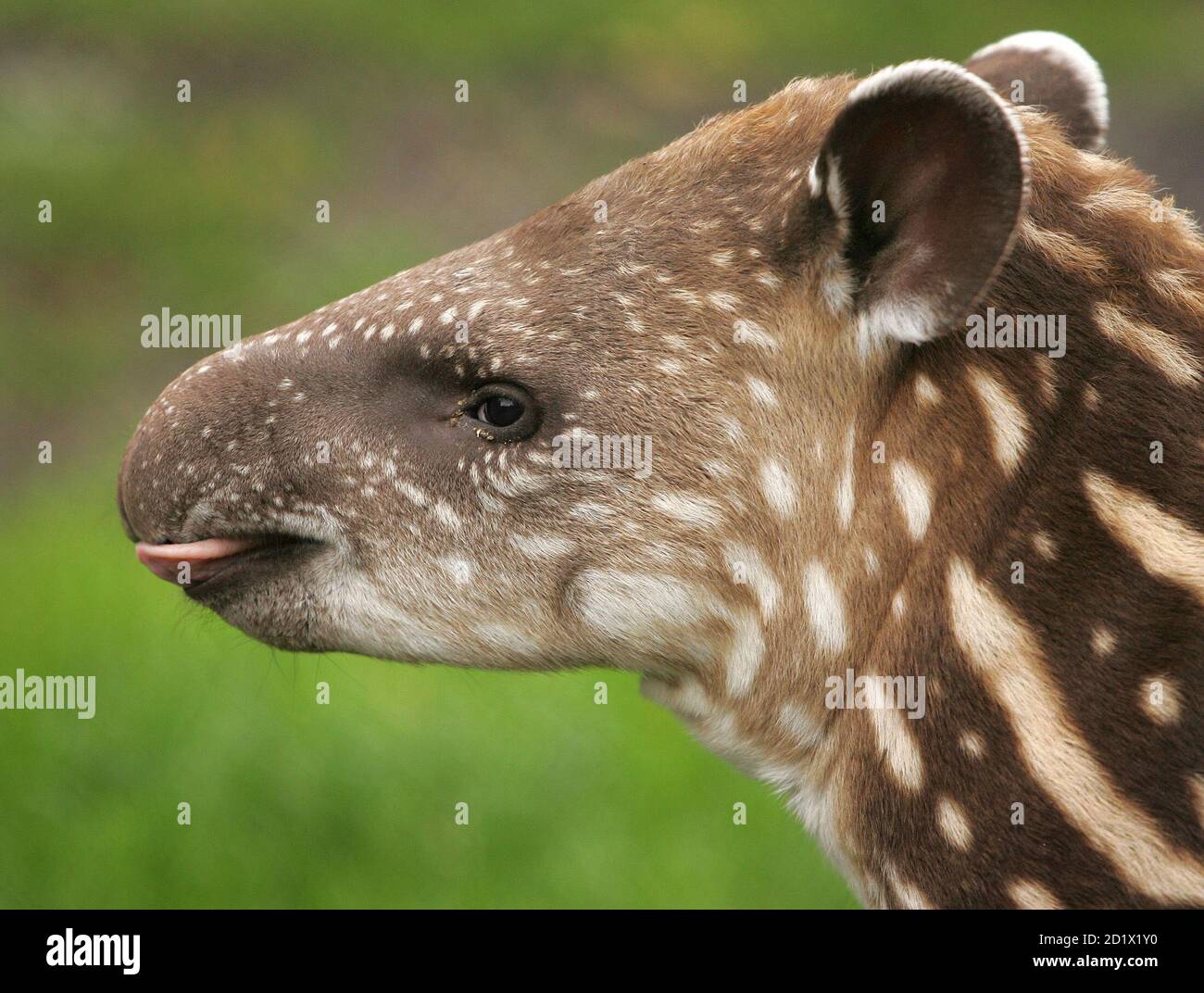 Tapir Enclosure High Resolution Stock Photography and Images - Alamy