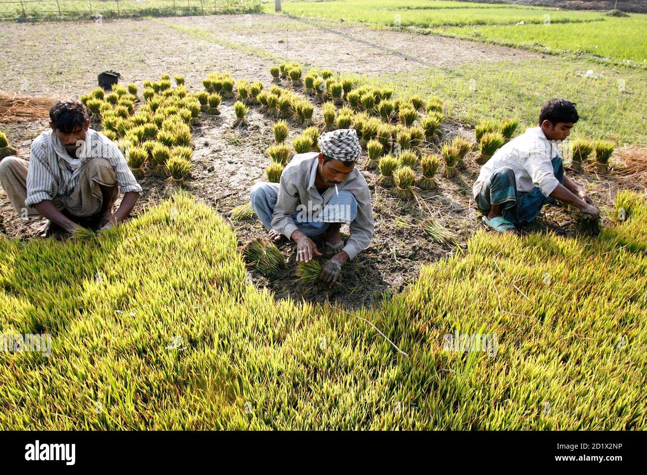 Bangladeshi Farmers High Resolution Stock Photography and Images - Alamy