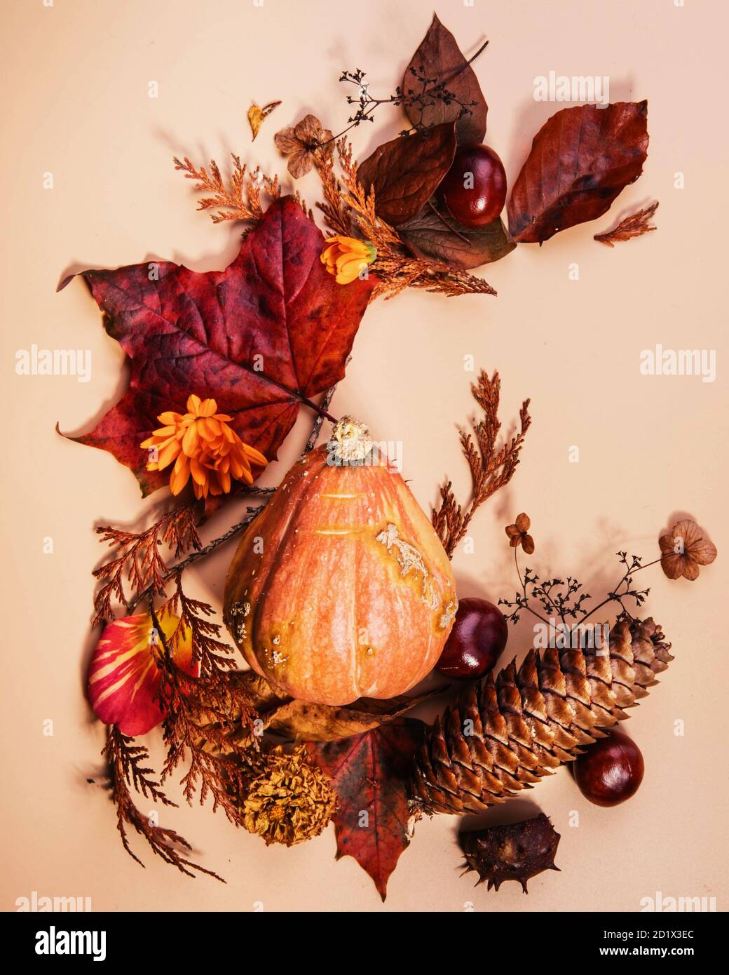 Autumn Concept Art - collection of autumnal objects including pumpkin ...