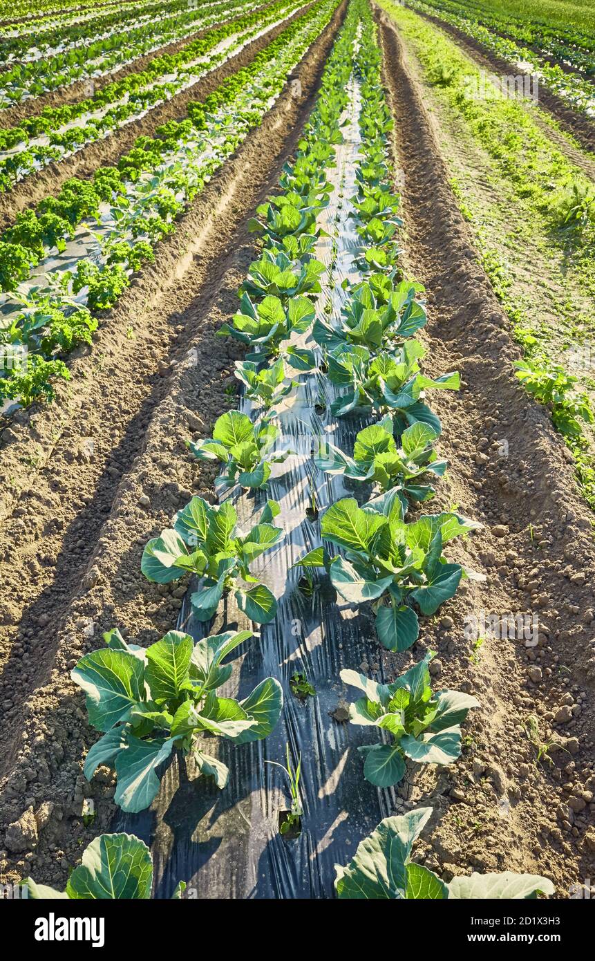Organic farm field with patches covered with plastic mulch used to ...