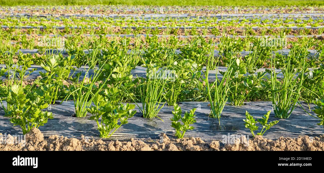 Side view of organic vegetable farm field with patches covered with ...