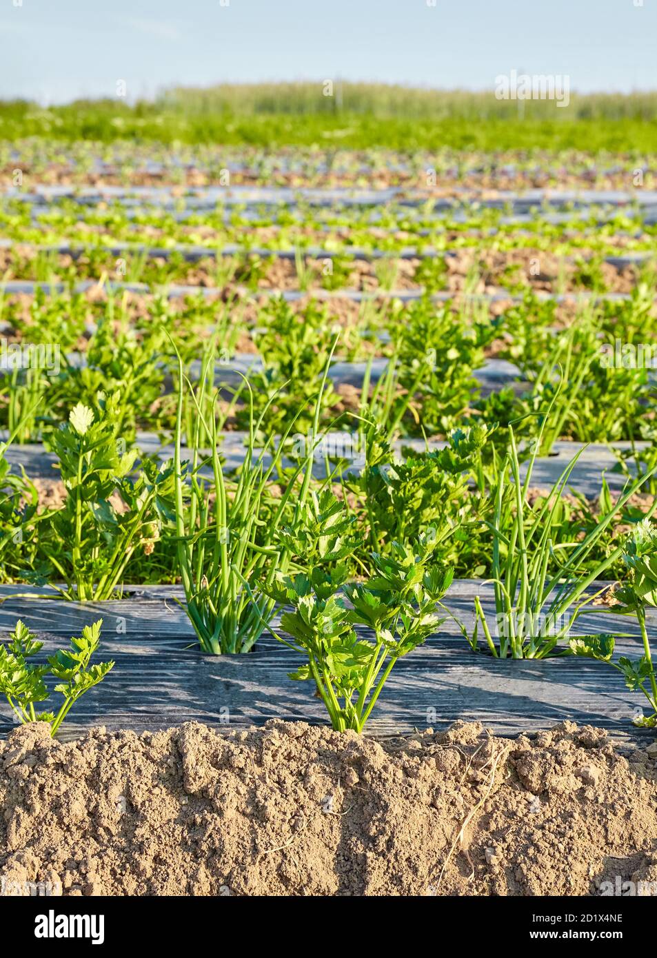 Side view of organic vegetable farm field with patches covered with ...
