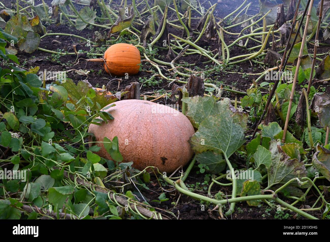 Growing pumpkins england hi-res stock photography and images - Alamy