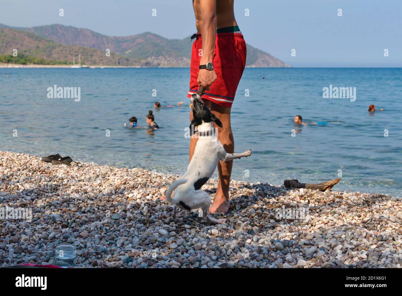 White dog playing with stick in which man's hand outside by sea Stock ...