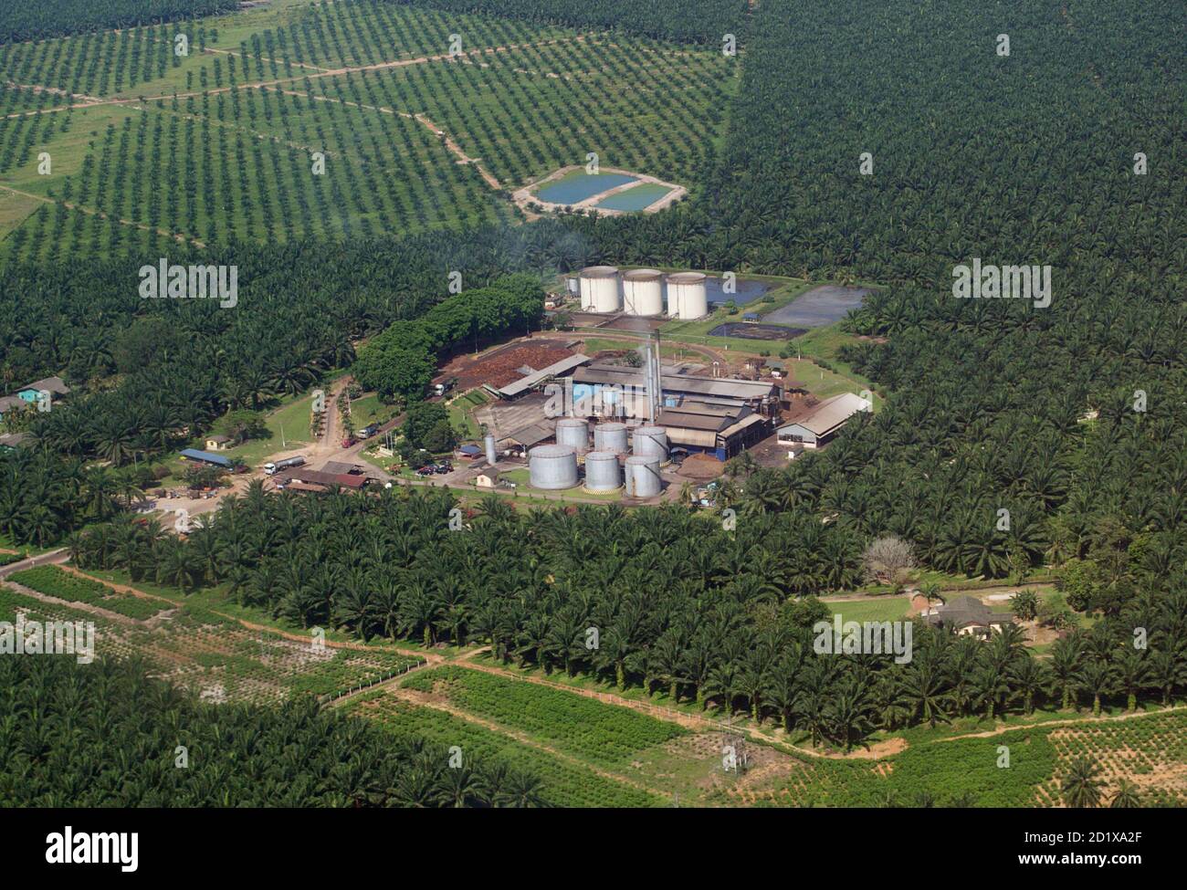 Palm oil processing hi-res stock photography and images - Alamy