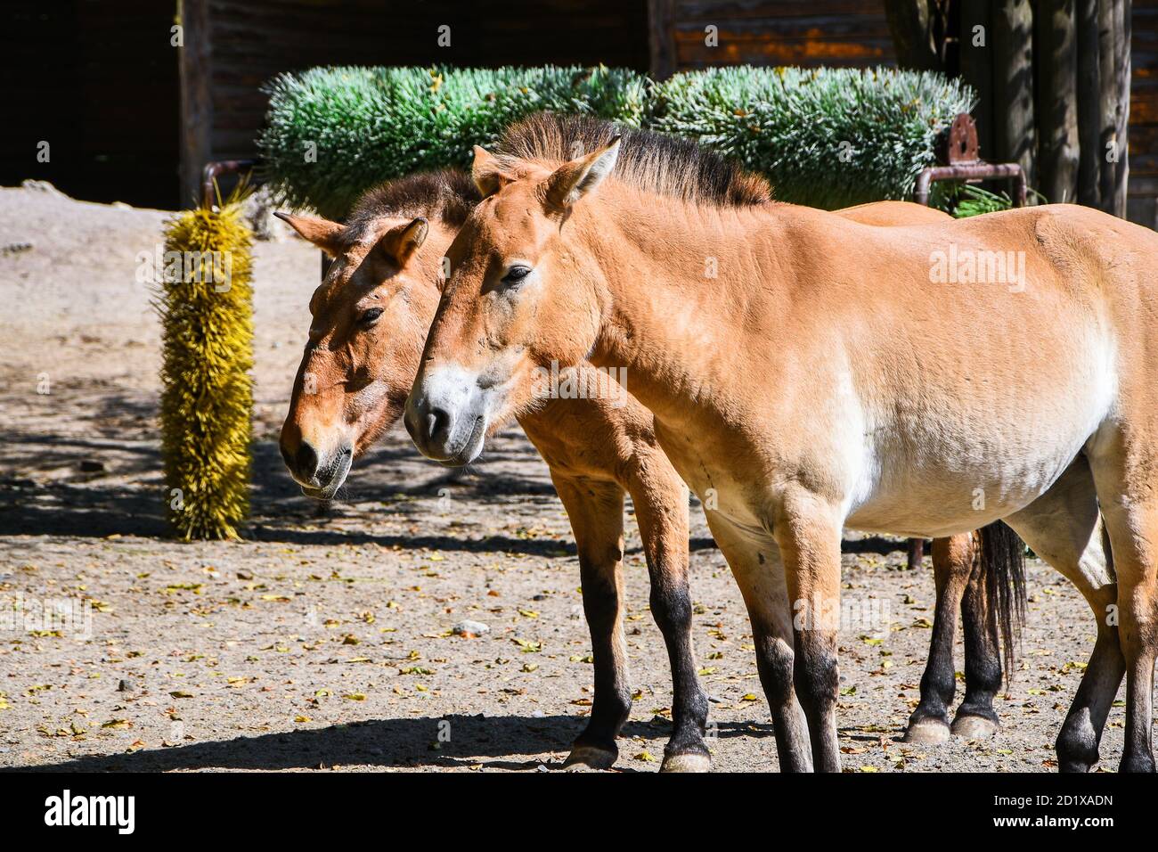 Mongolian Wild Horses