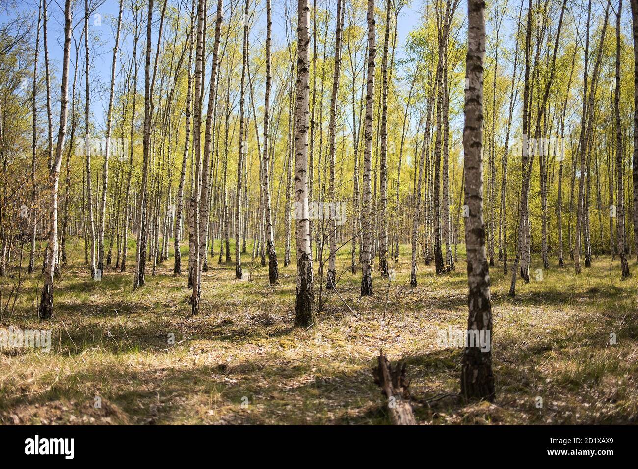 Birch forest in spring Stock Photo - Alamy