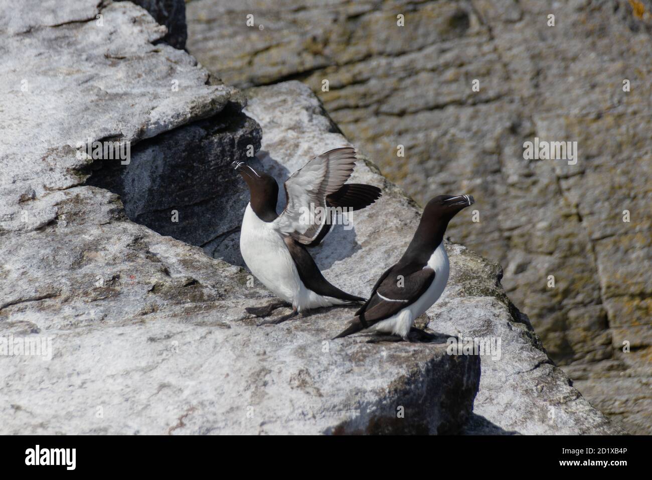 Waterbird Lumen animal on Røst Island Stock Photo - Alamy