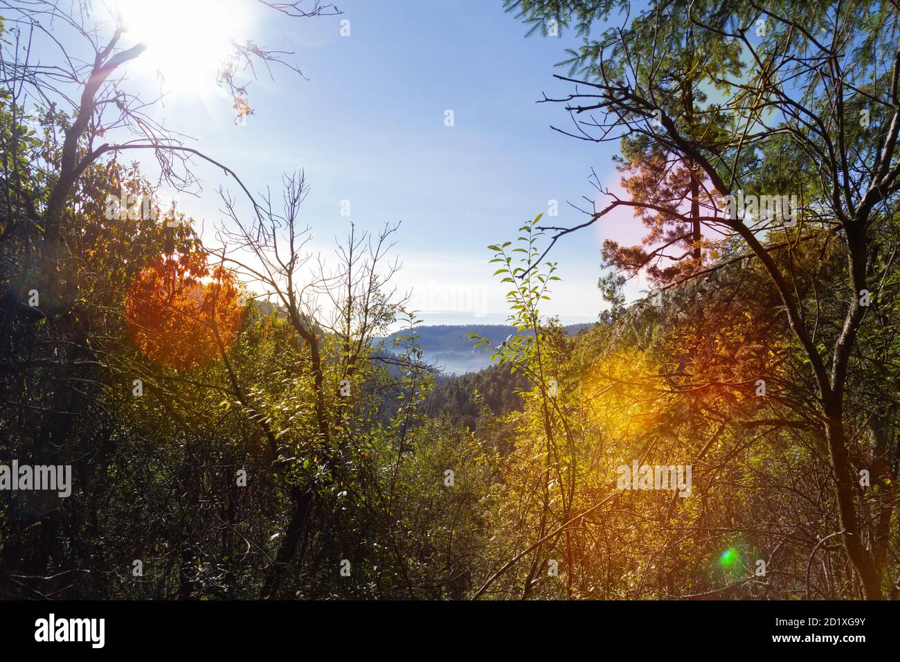 Densely forested area covered with lush vegetation in the summertime ...
