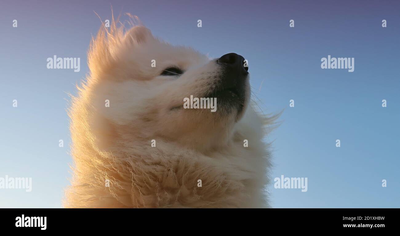 Samoyed head hi-res stock photography and images - Alamy