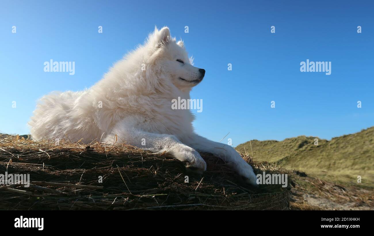 Samoyed sleep hi-res stock photography and images - Alamy
